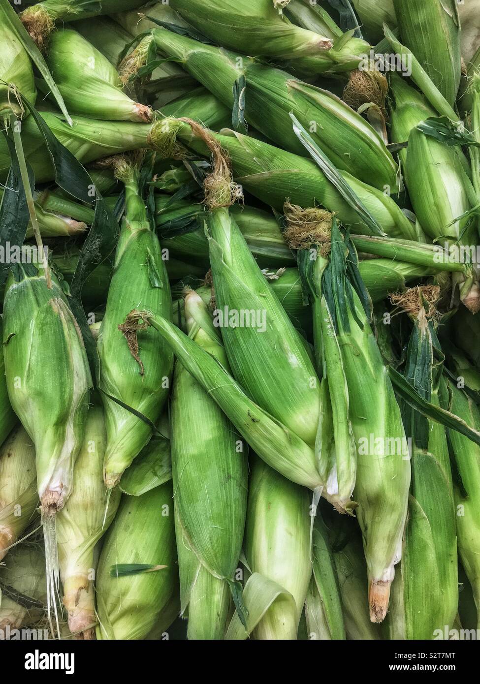 Farm fresh corn on the cob Stock Photo - Alamy Farm fresh corn on the cob Stock Photo - Alamy