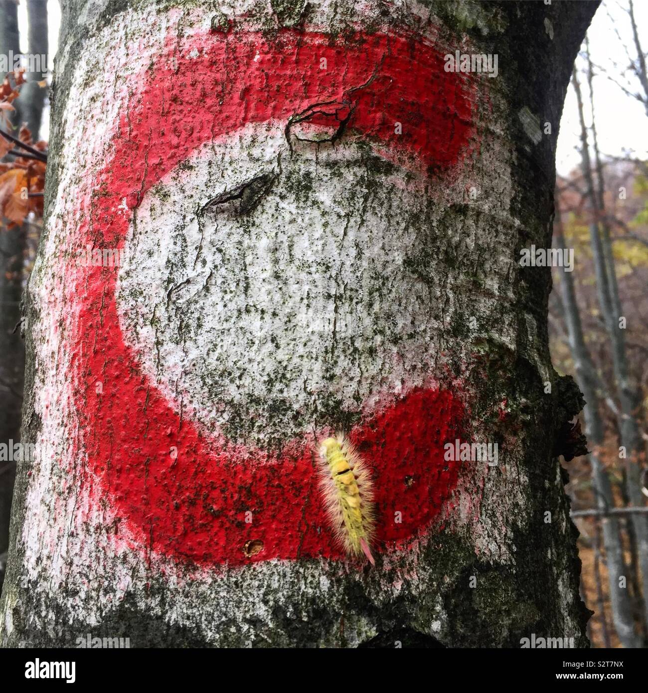 Caterpillar tree hi-res stock photography and images - Alamy
