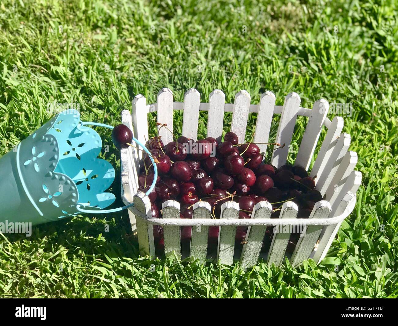 a bucket and a basket full of red cherries outside on the green grass ...