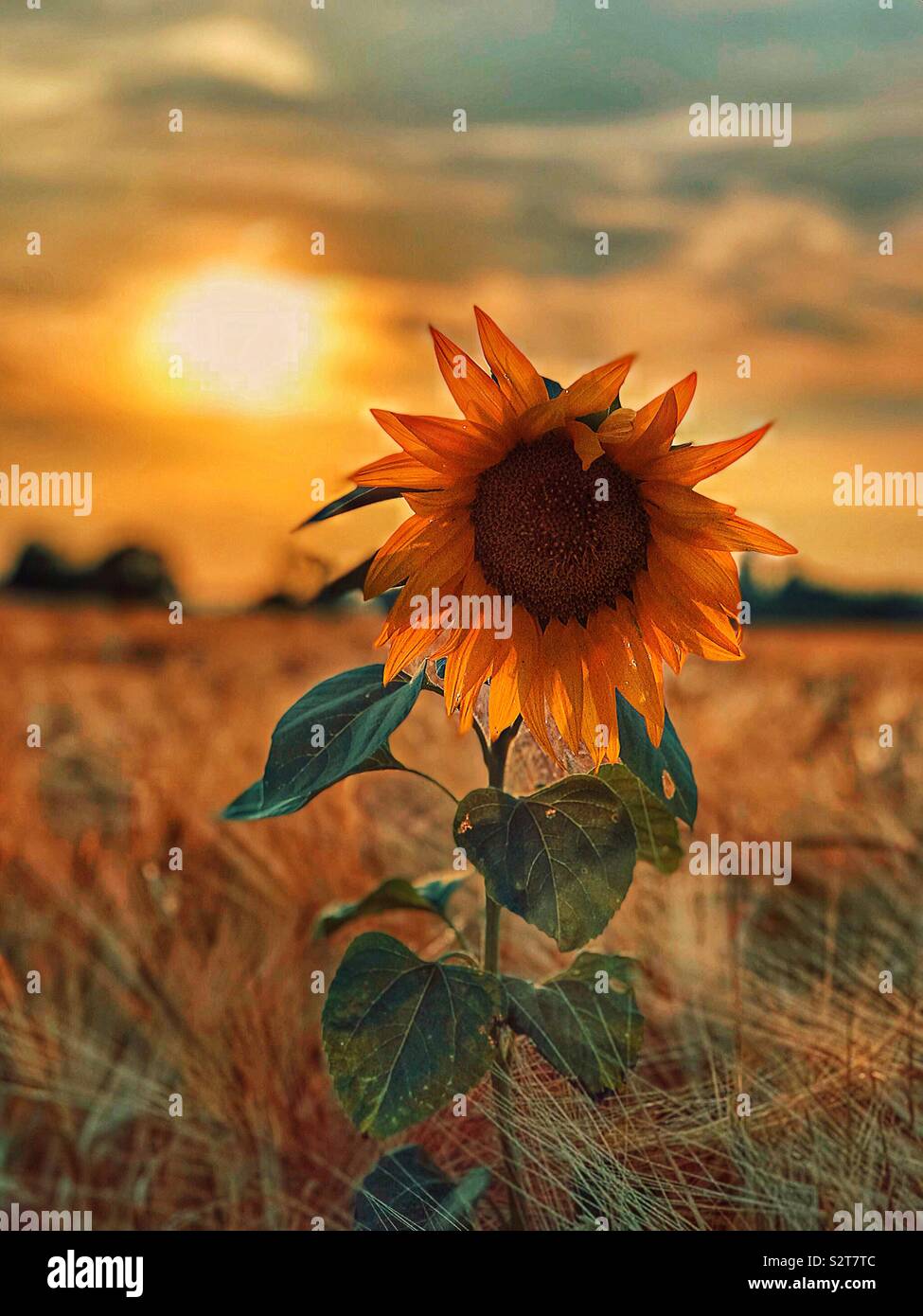 Sunflowers sunset hi-res stock photography and images - Alamy