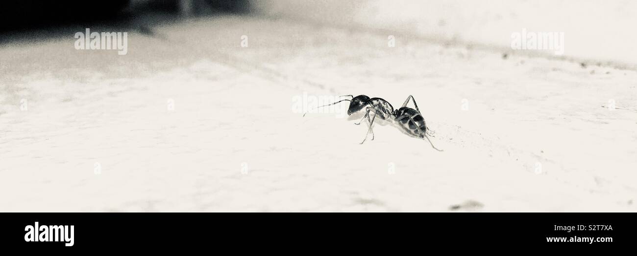 Walking ant hi-res stock photography and images - Alamy