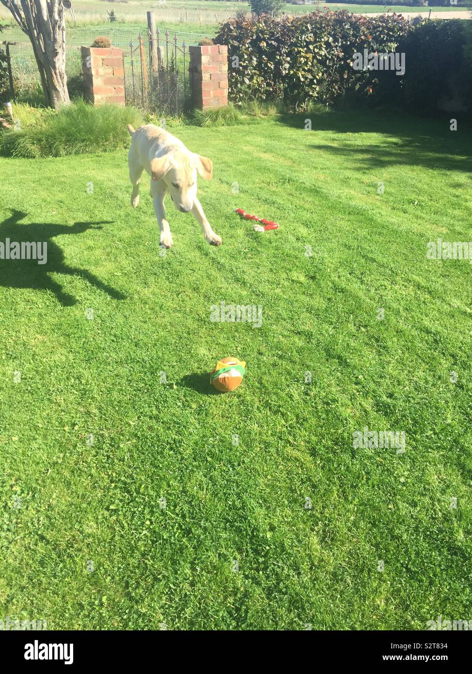The flying Labrador Stock Photo - Alamy