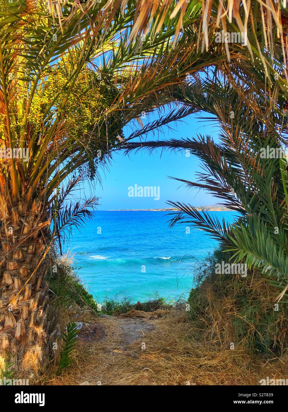Seascape through palm trees in Paphos Cyprus Stock Photo - Alamy