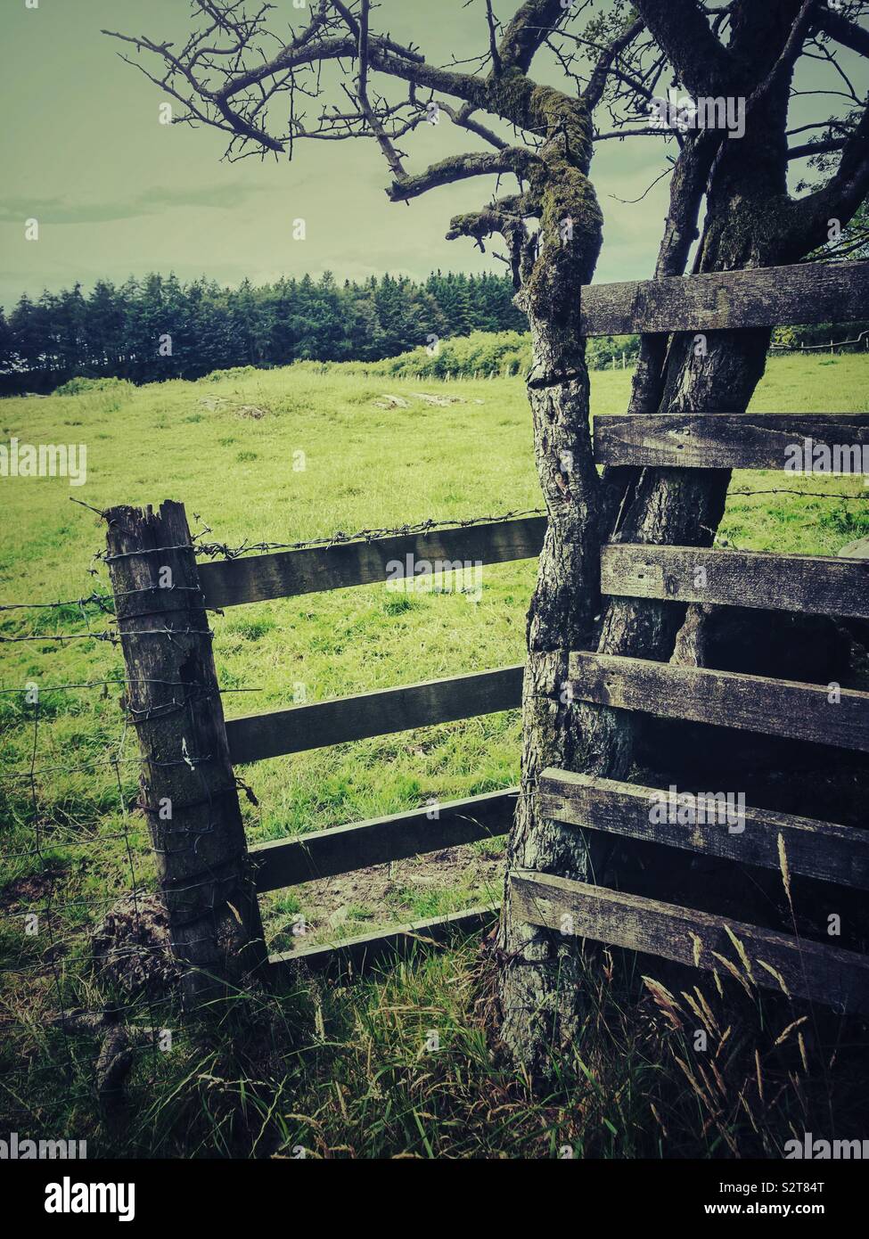 Thorn fence hi-res stock photography and images - Alamy