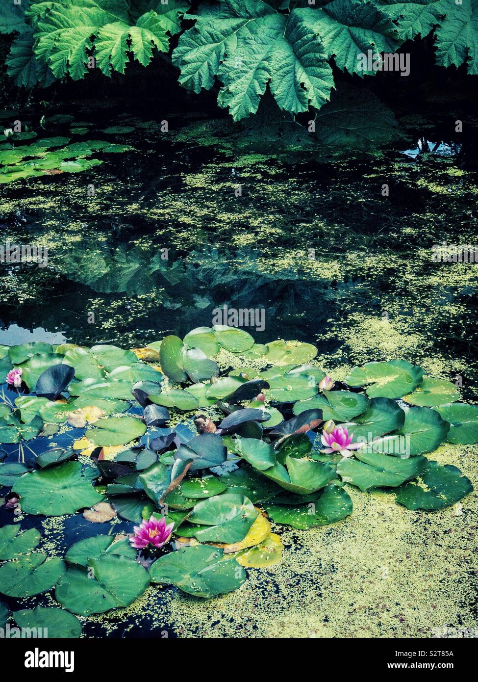 Floating pond weed hi-res stock photography and images - Alamy
