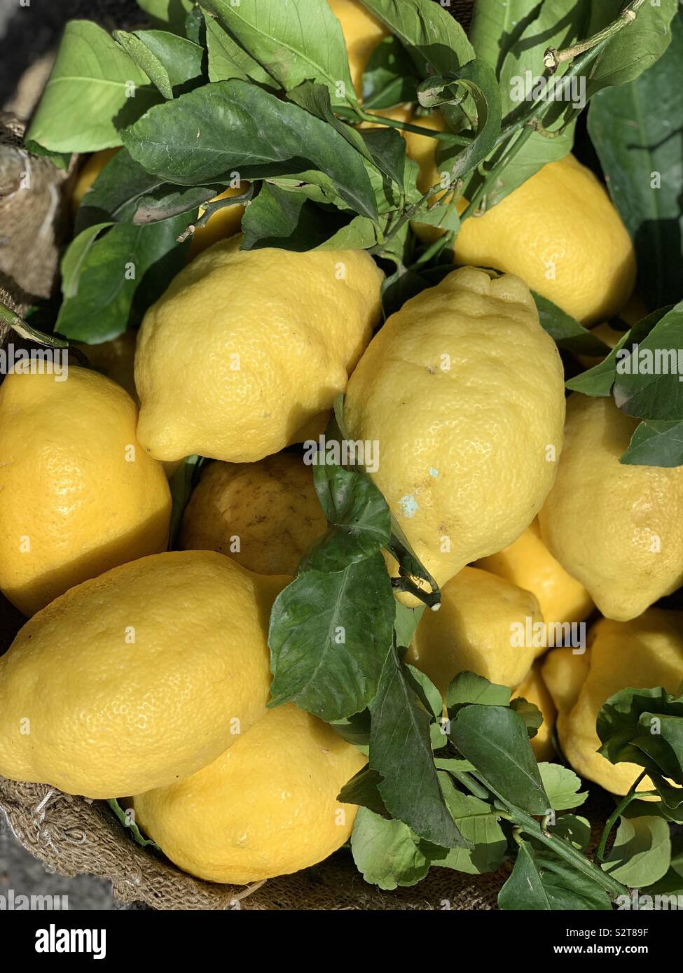 Sorrento italy lemons hi-res stock photography and images - Alamy