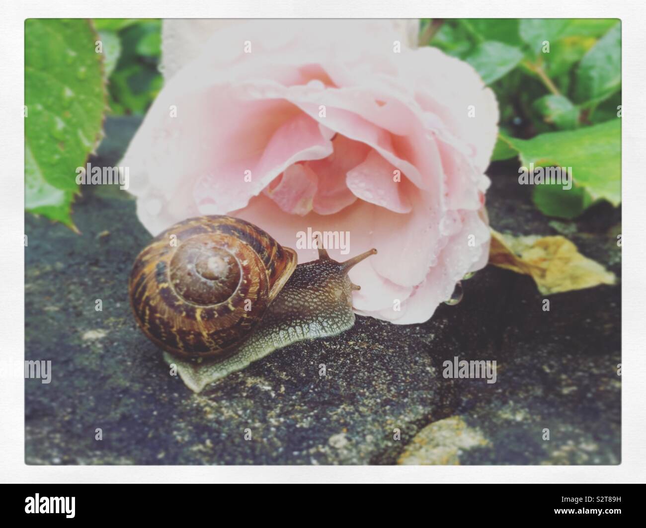 English garden snail hi-res stock photography and images - Alamy