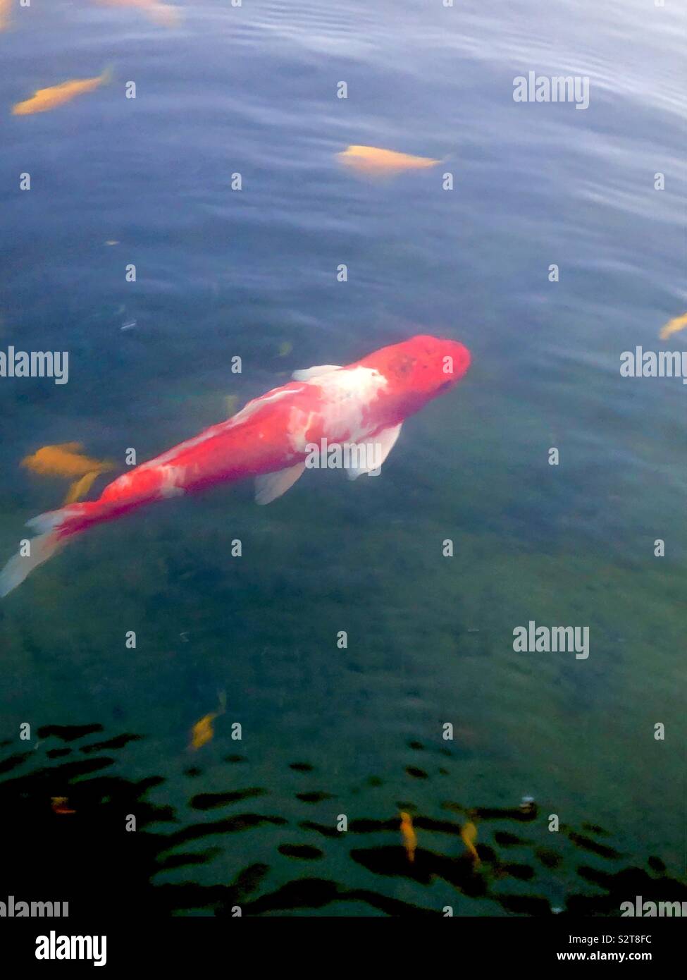 Koi Swimming High Resolution Stock Photography and Images - Alamy
