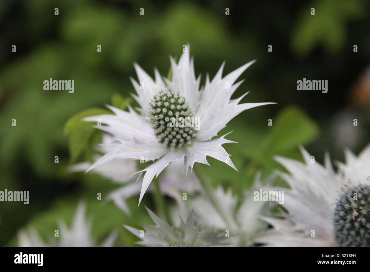 White thistle hi-res stock photography and images - Alamy