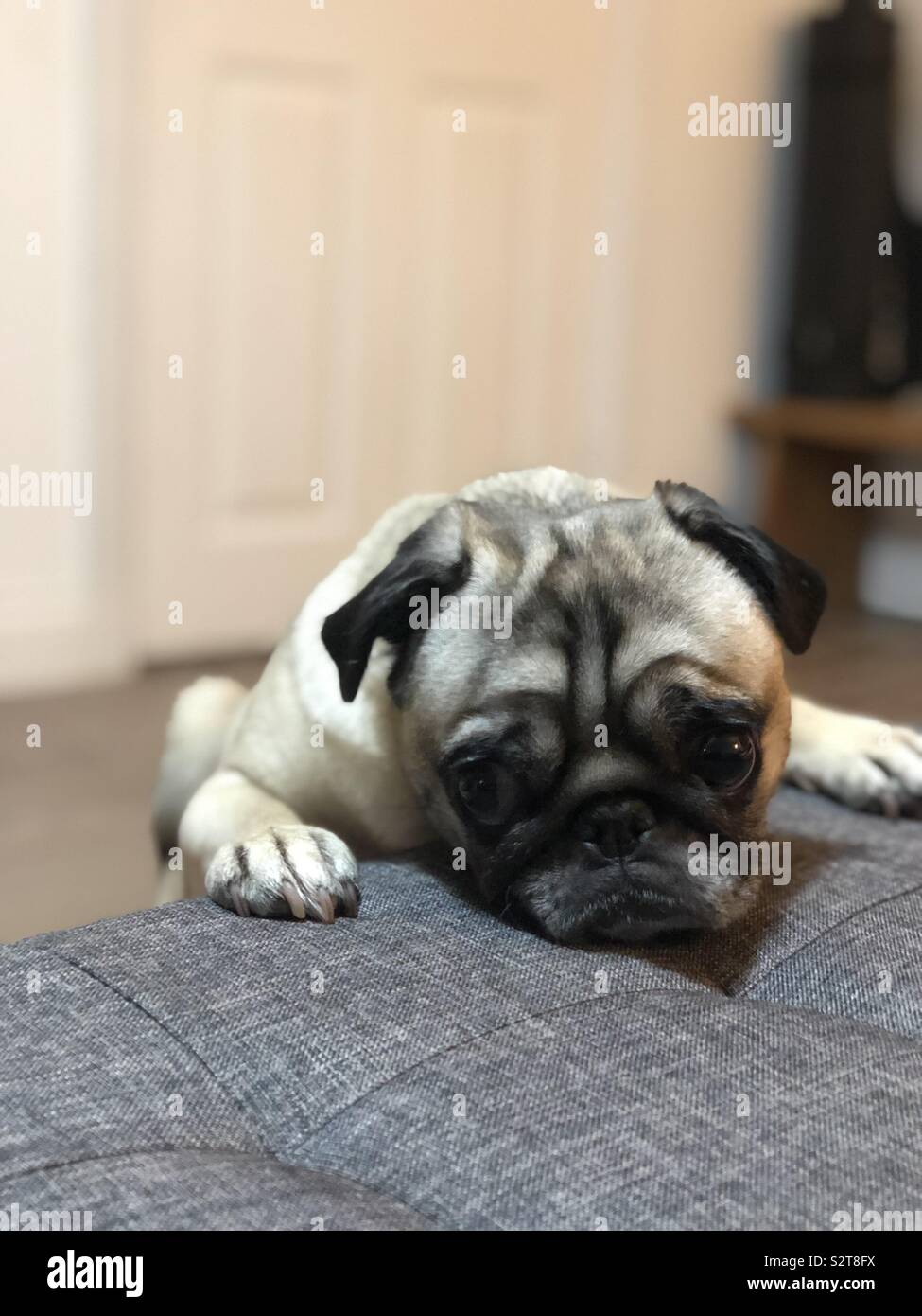 Cute sweet dog hi-res stock photography and images - Alamy