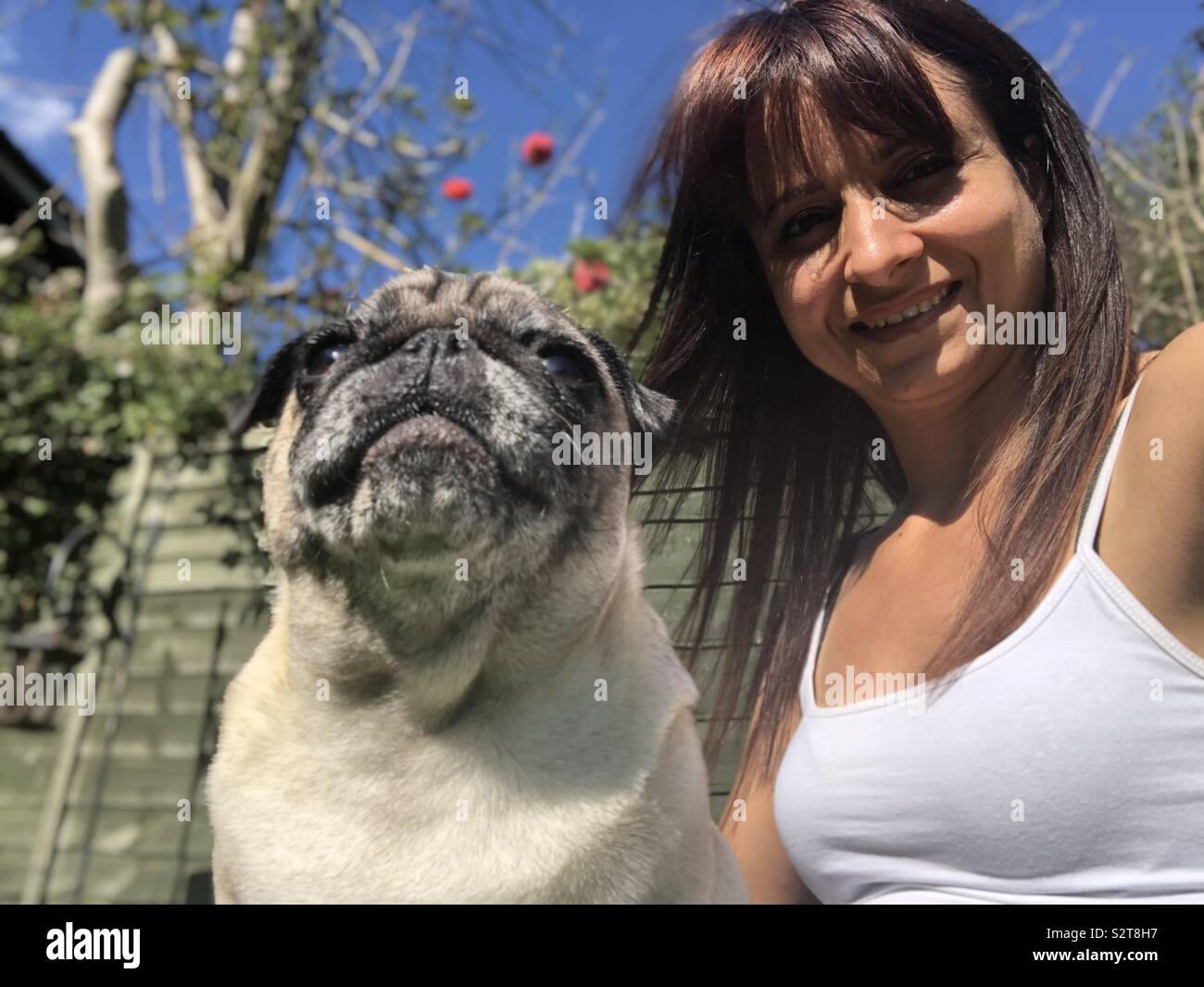 Weekend with a sun and pug dog Stock Photo - Alamy