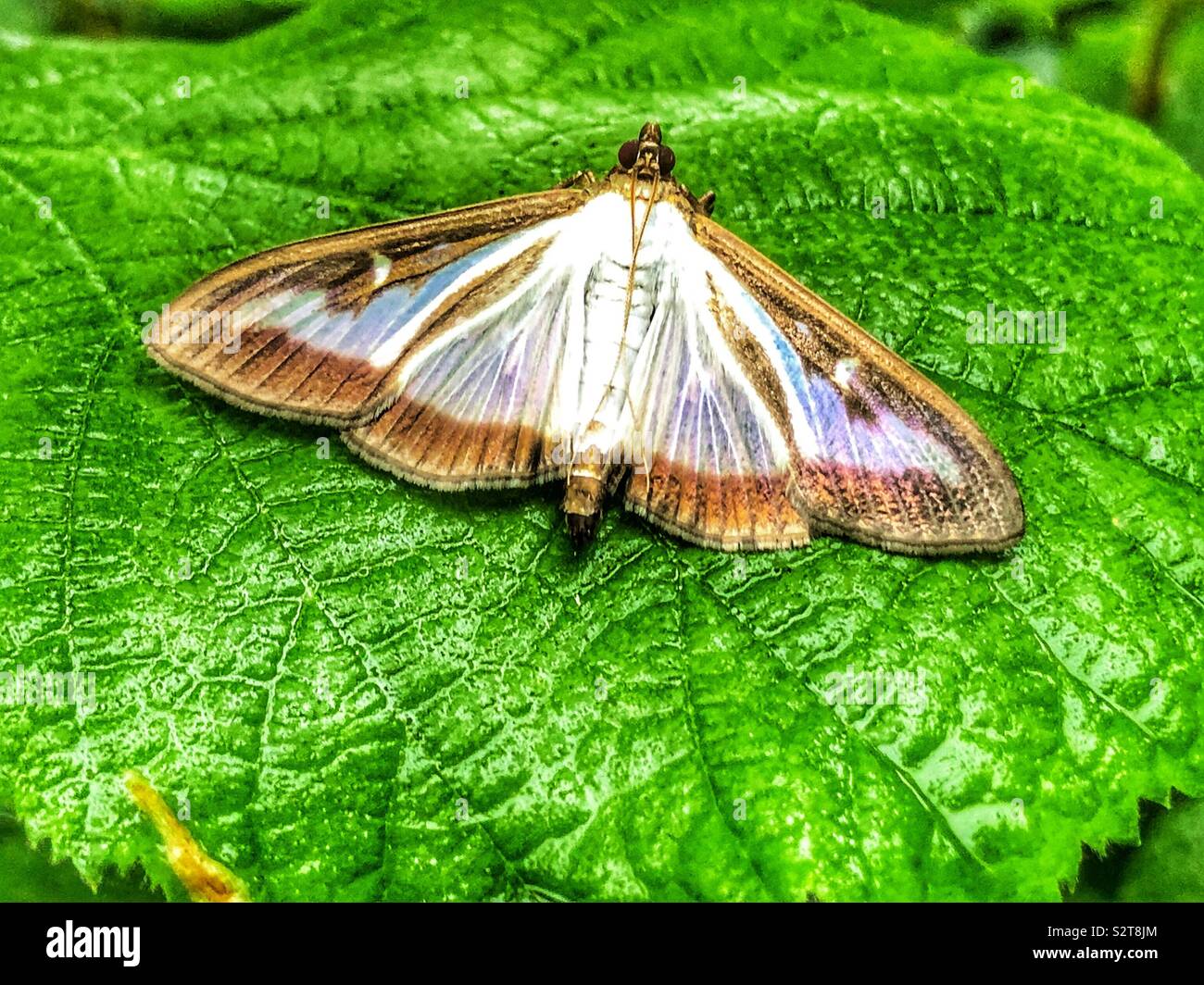 Box tree moth, thought to be accidentally introduced to the UK in the ...