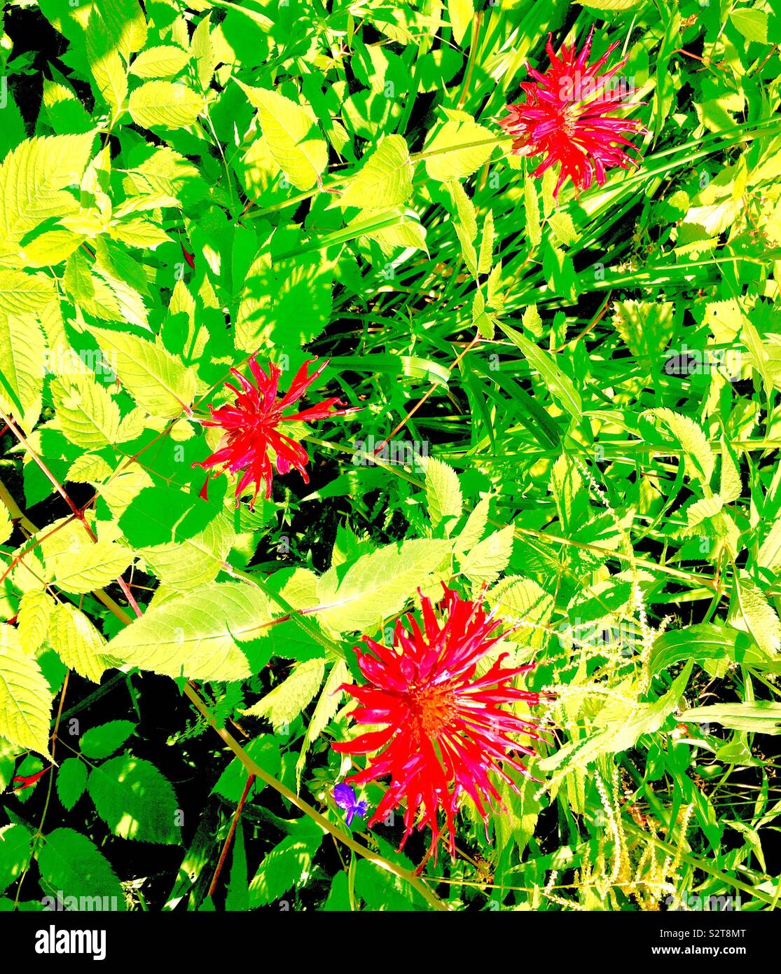 Backyard Kings Point Stock Photo - Alamy