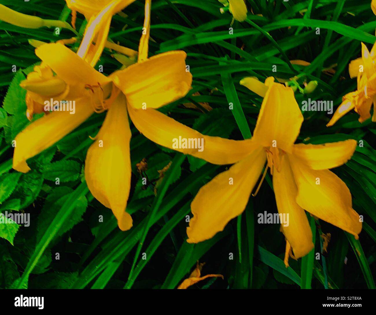 Yellow flowers Kings Point Garden Stock Photo - Alamy