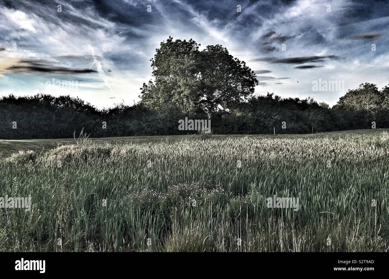Oak tree field hi-res stock photography and images - Alamy