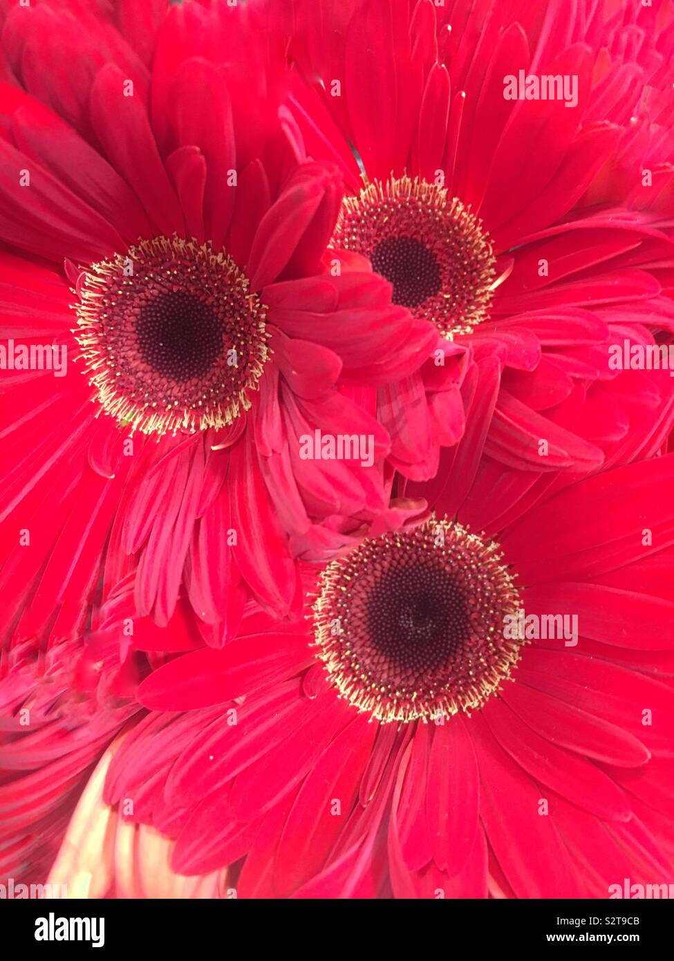 Three beautiful pink daisies in full bloom Stock Photo - Alamy