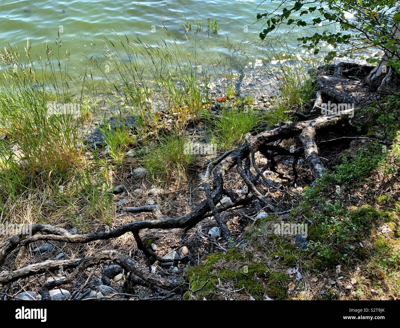 Tree roots by the sea Stock Photo - Alamy