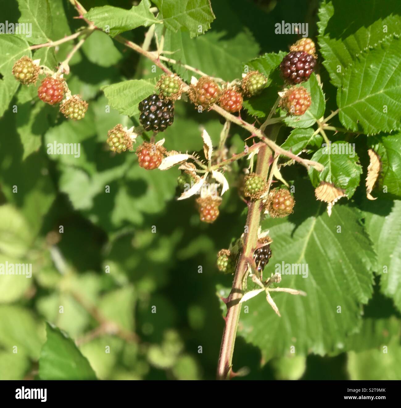 Raspberries from the raspberry vine outside in nature on a summers day ...