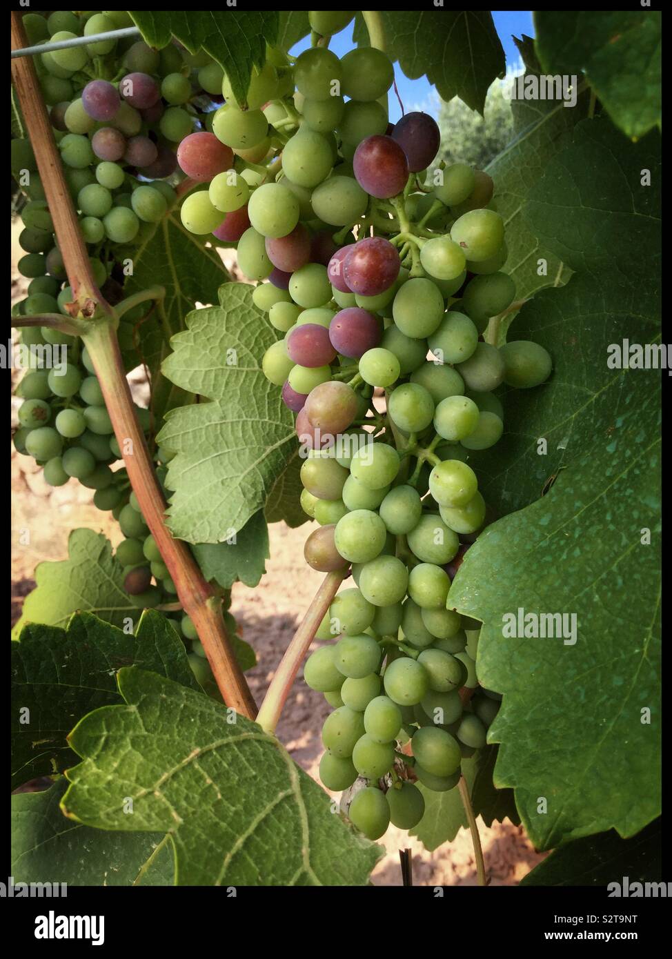 Syrah grapes beginning to change colour in the vineyard, Catalonia ...