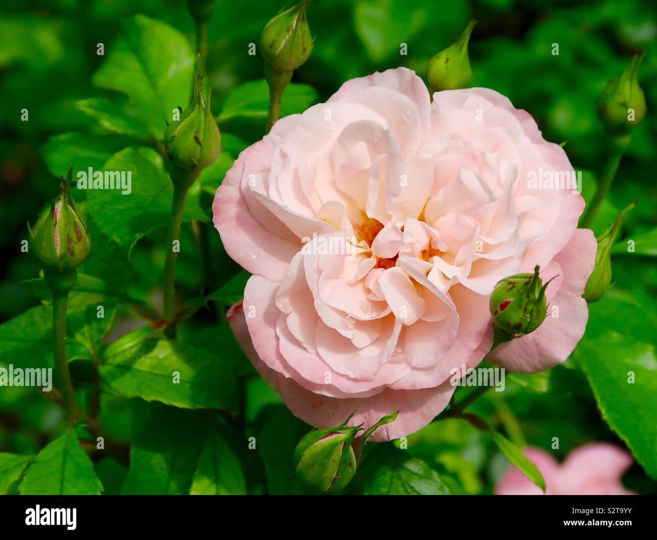 Light pink rose hi-res stock photography and images - Alamy