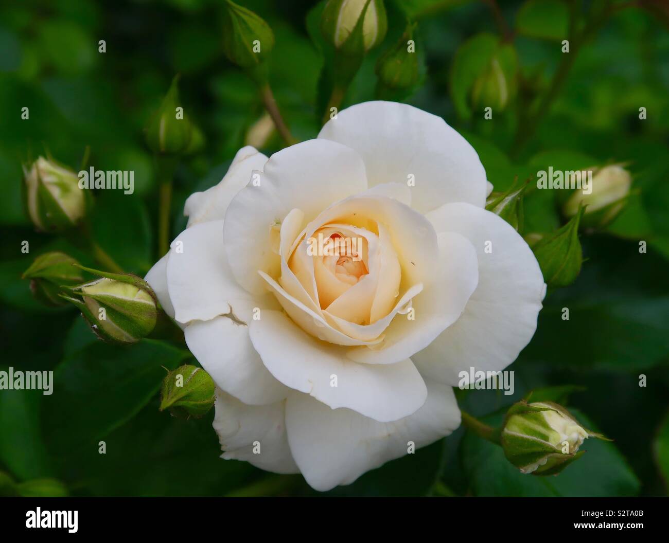 Budding rose hi-res stock photography and images - Alamy