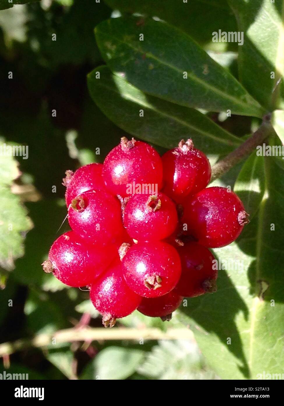 Honeysuckle berries hi-res stock photography and images - Alamy