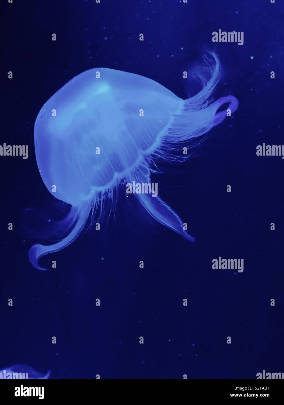 Clear jelly fish hi-res stock photography and images - Alamy