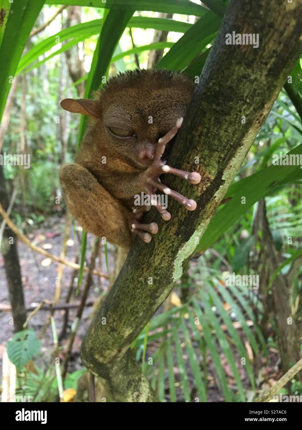 Tarsier monkey hi-res stock photography and images - Alamy
