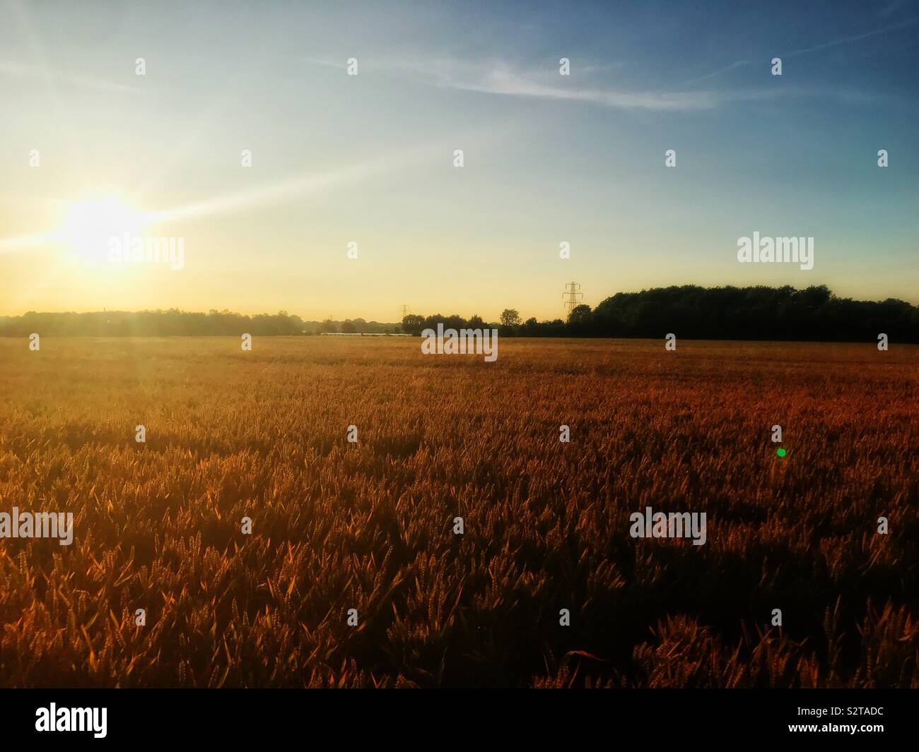 Sunset over a wheat field Stock Photo - Alamy