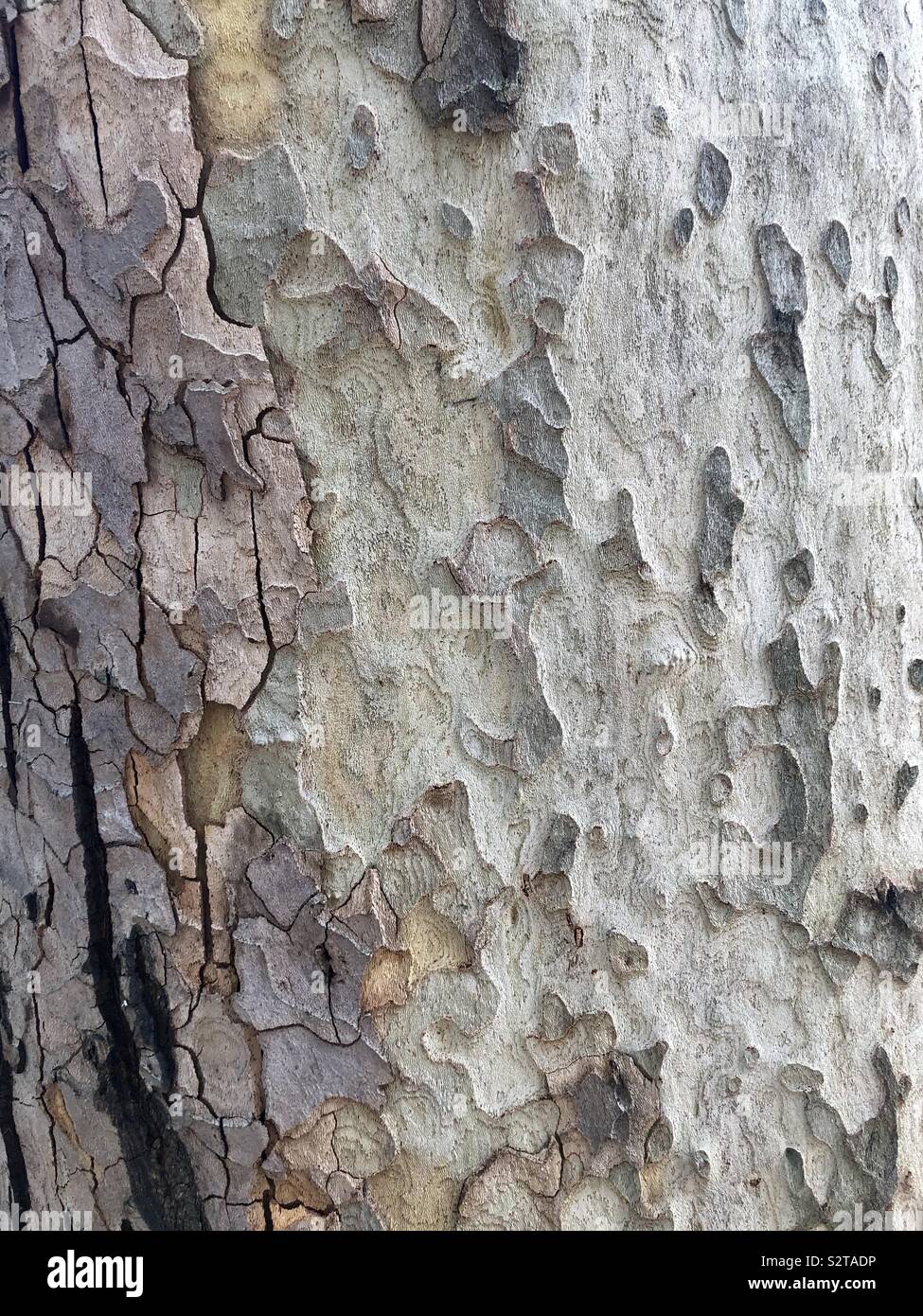 London plane tree bark hi-res stock photography and images - Alamy