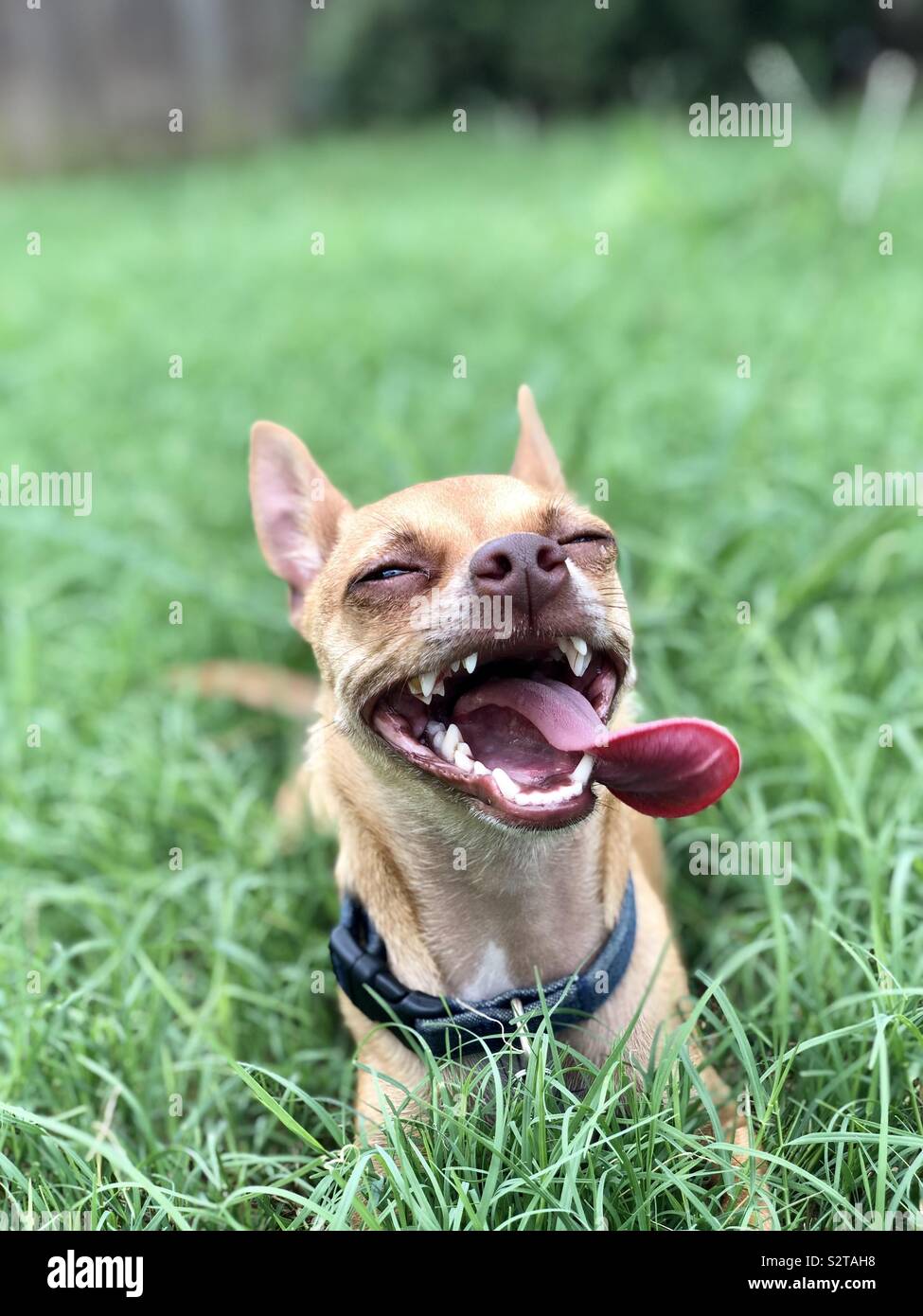 Smiling chihuahua hi-res stock photography and images - Alamy