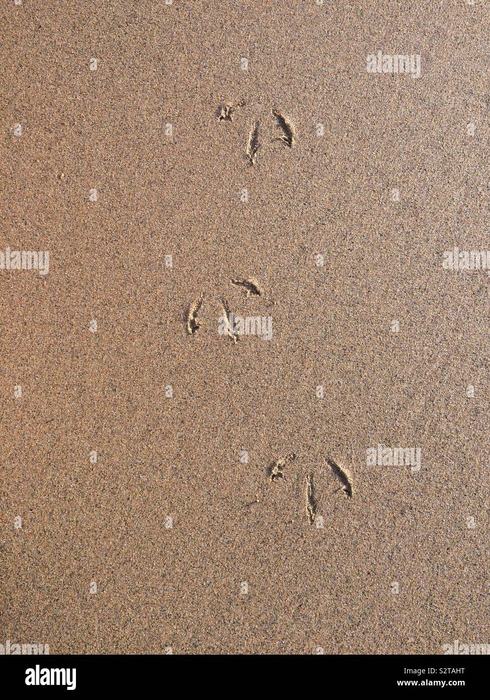 Gull footprints hi-res stock photography and images - Alamy