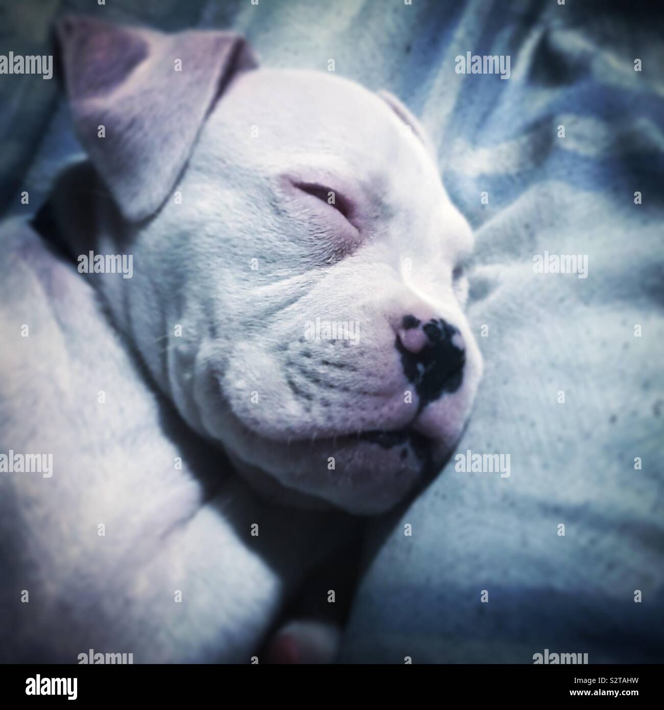 Why so cute hi-res stock photography and images - Alamy