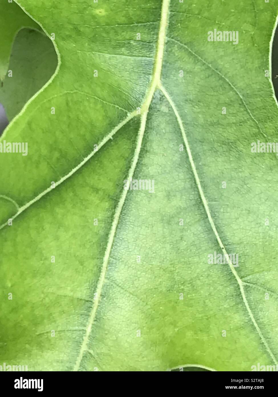 Leaf life hi-res stock photography and images - Alamy