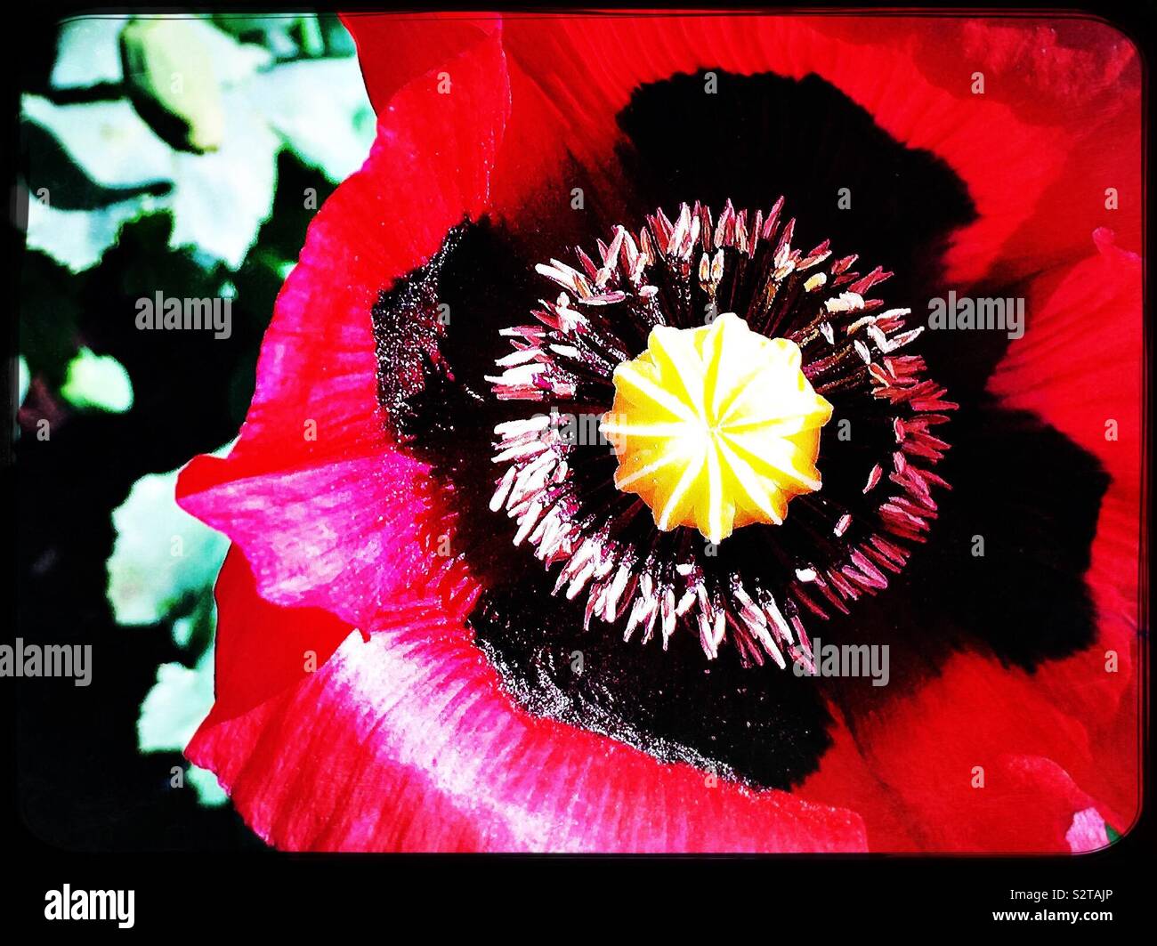 Poppy weed hi-res stock photography and images - Alamy