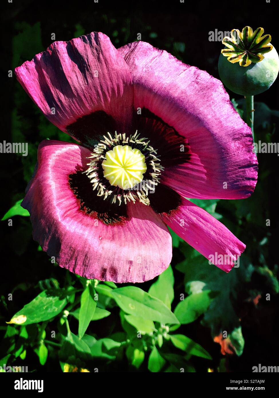 Pink poppy bloom Stock Photo - Alamy