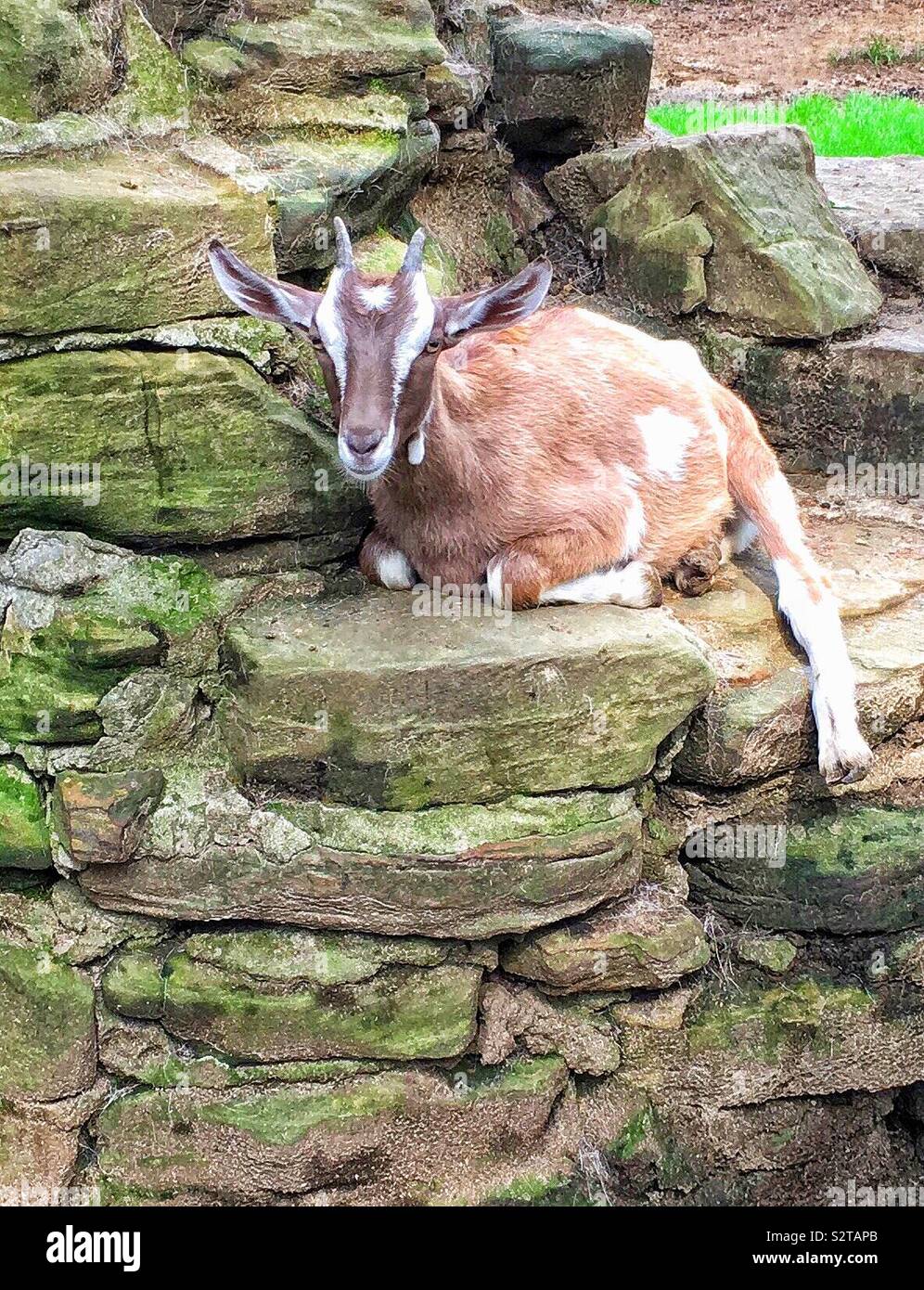 Domestic goat sitting on rocky ledge Stock Photo - Alamy