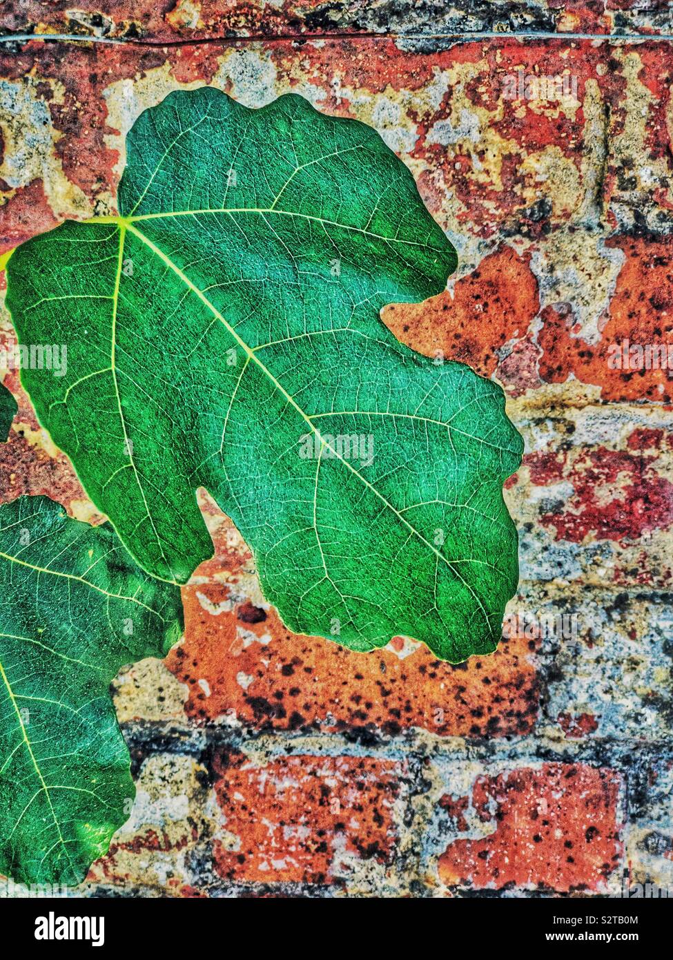 Leaves bricks hi-res stock photography and images - Alamy
