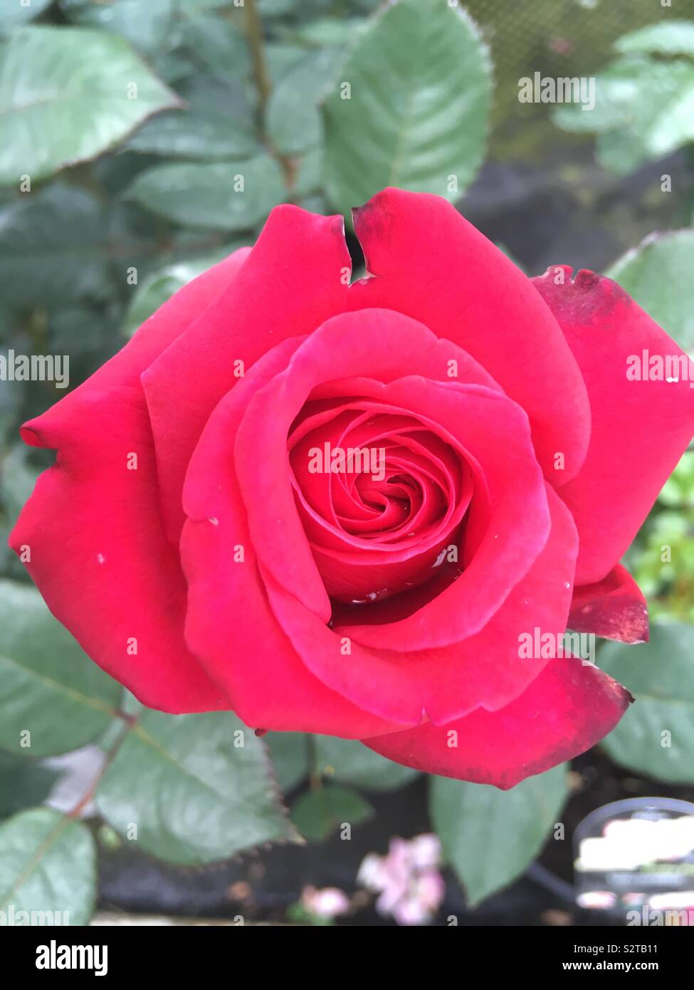 Reddish pink centre hi-res stock photography and images - Alamy