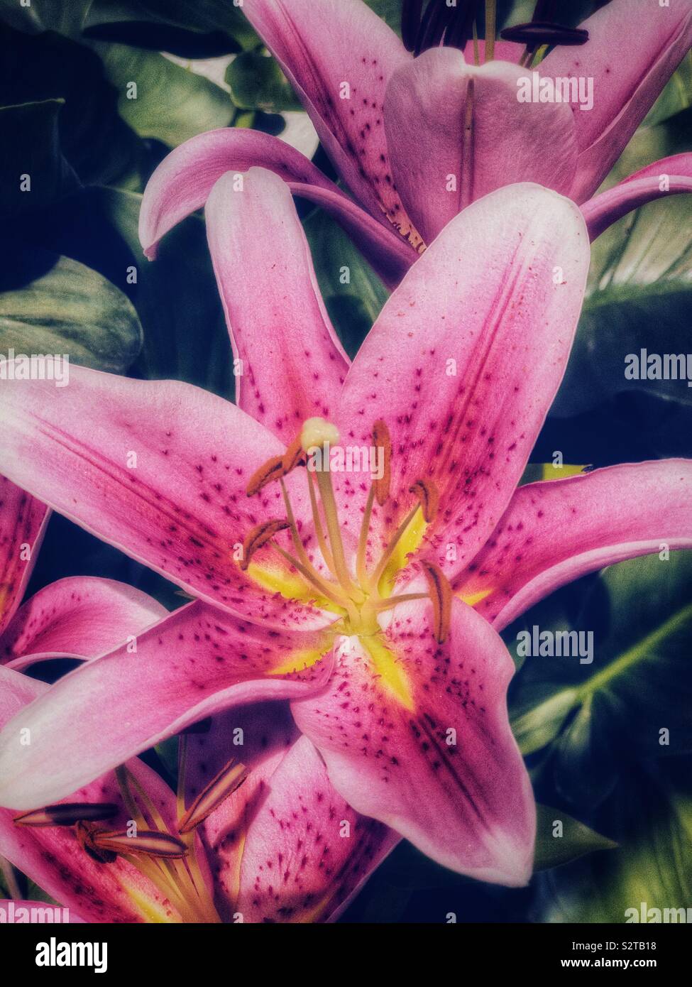 Lilium flowers blooms gardens hi-res stock photography and images - Alamy