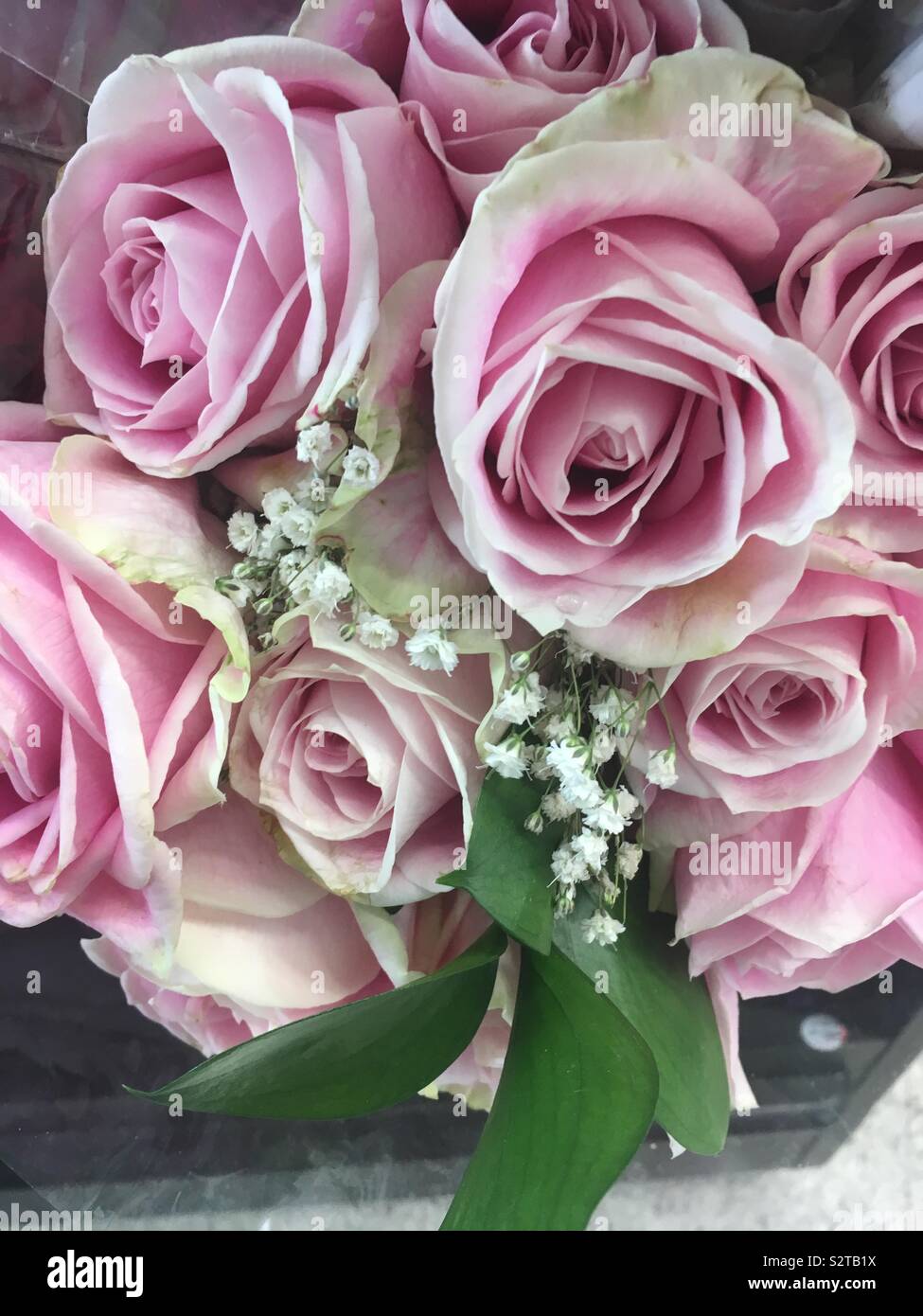 Pink roses and baby breath Stock Photo - Alamy
