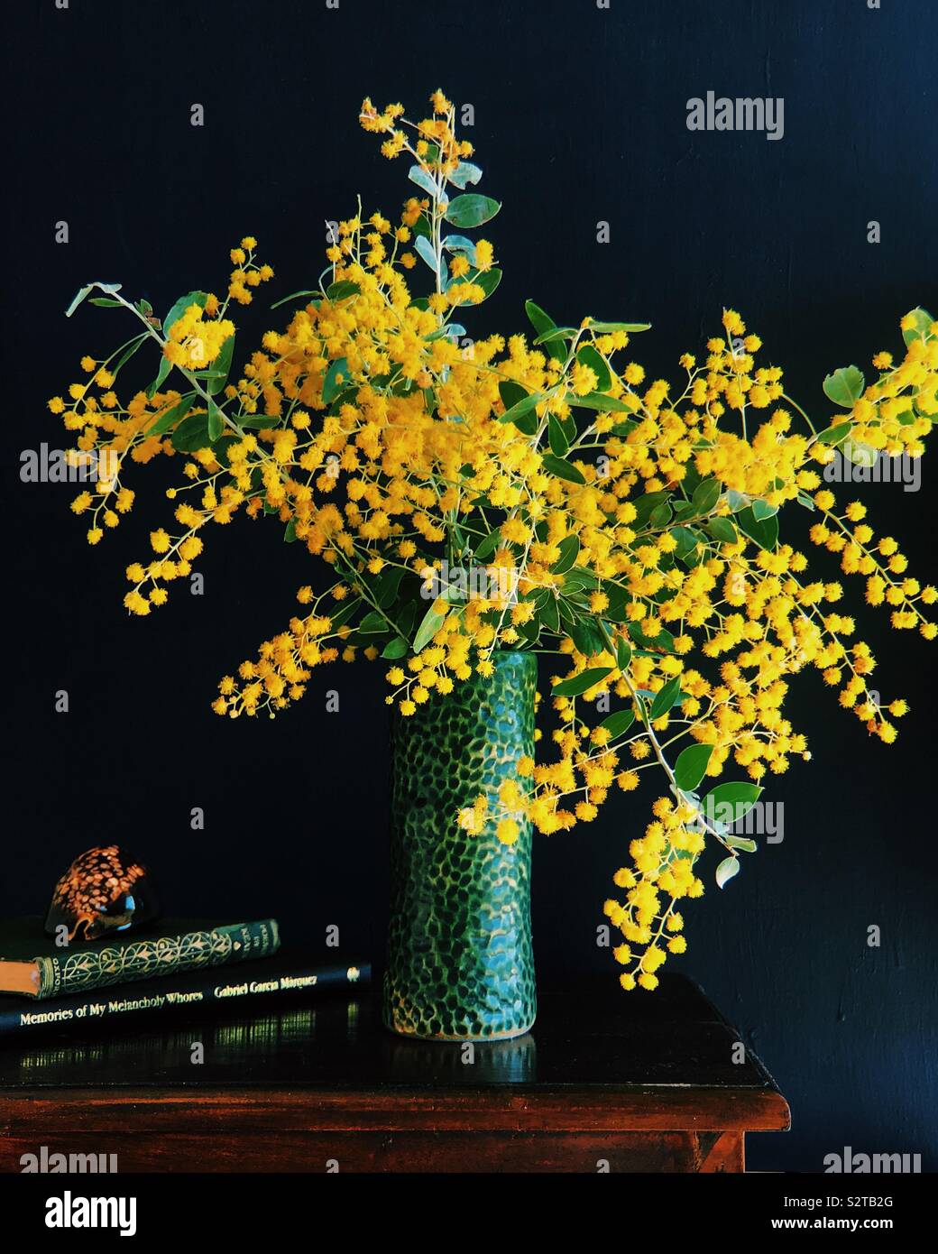 Queensland Silver Wattle Stock Photo - Alamy