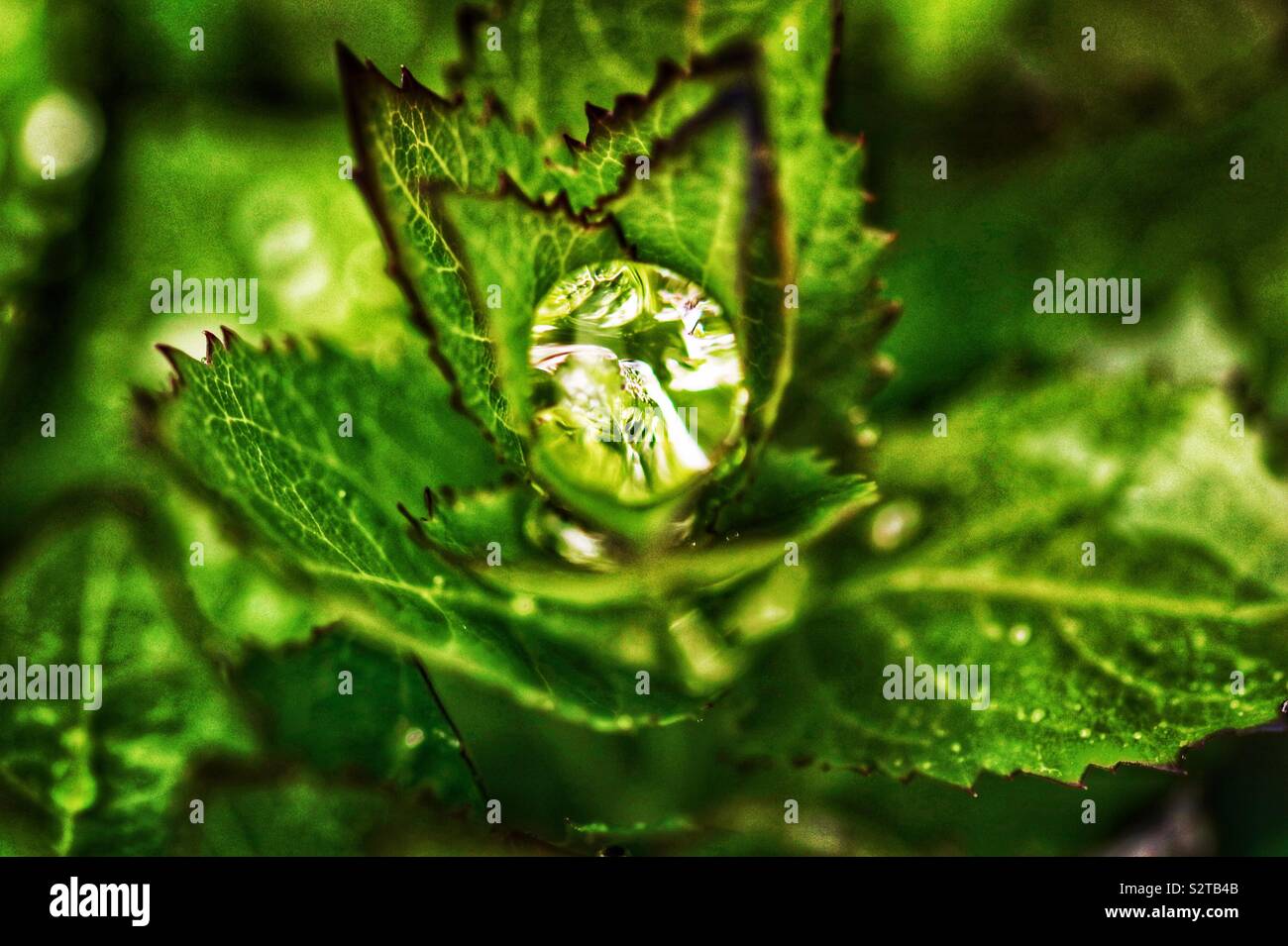 Stored rainfall creates it’s own image Stock Photo - Alamy