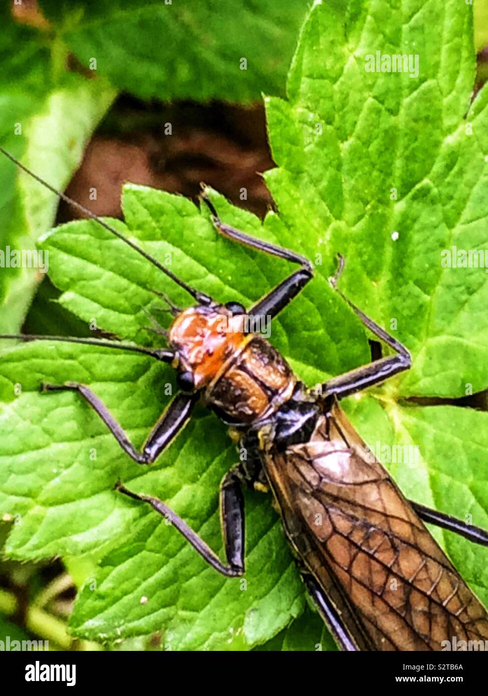 Mature insect hi-res stock photography and images - Alamy