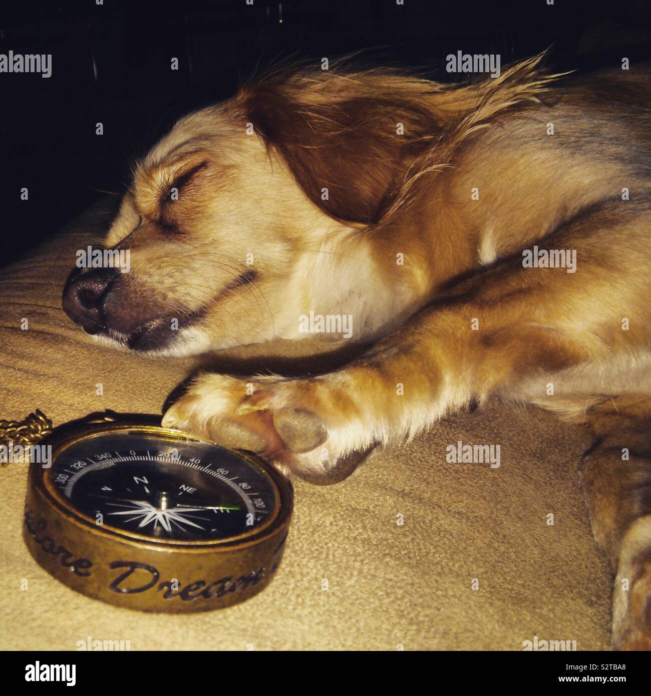 Sleeping dog with compass Stock Photo - Alamy