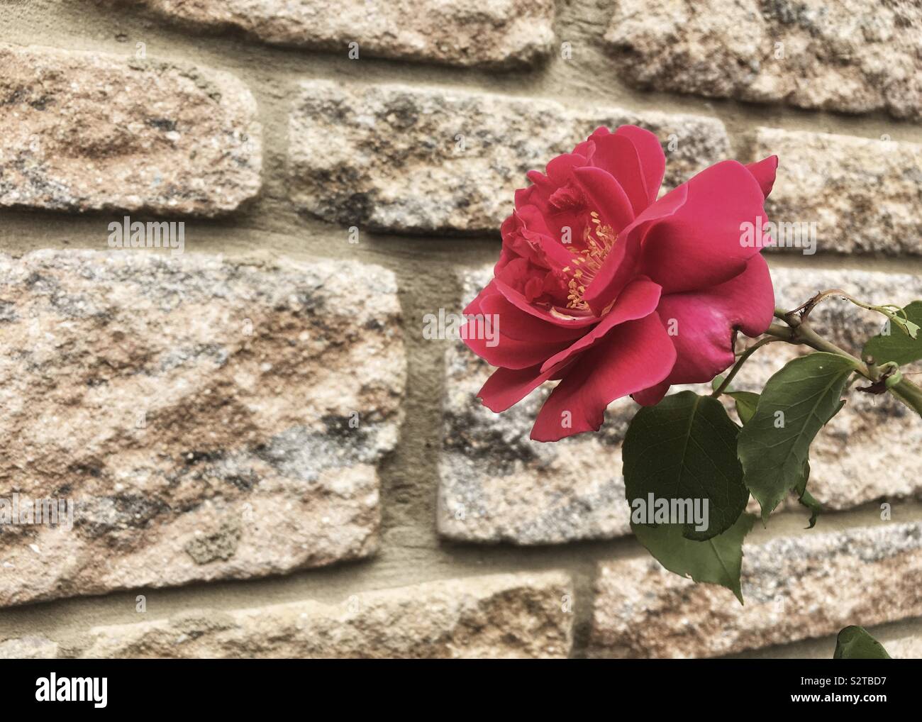 Red rose wall hi-res stock photography and images - Alamy