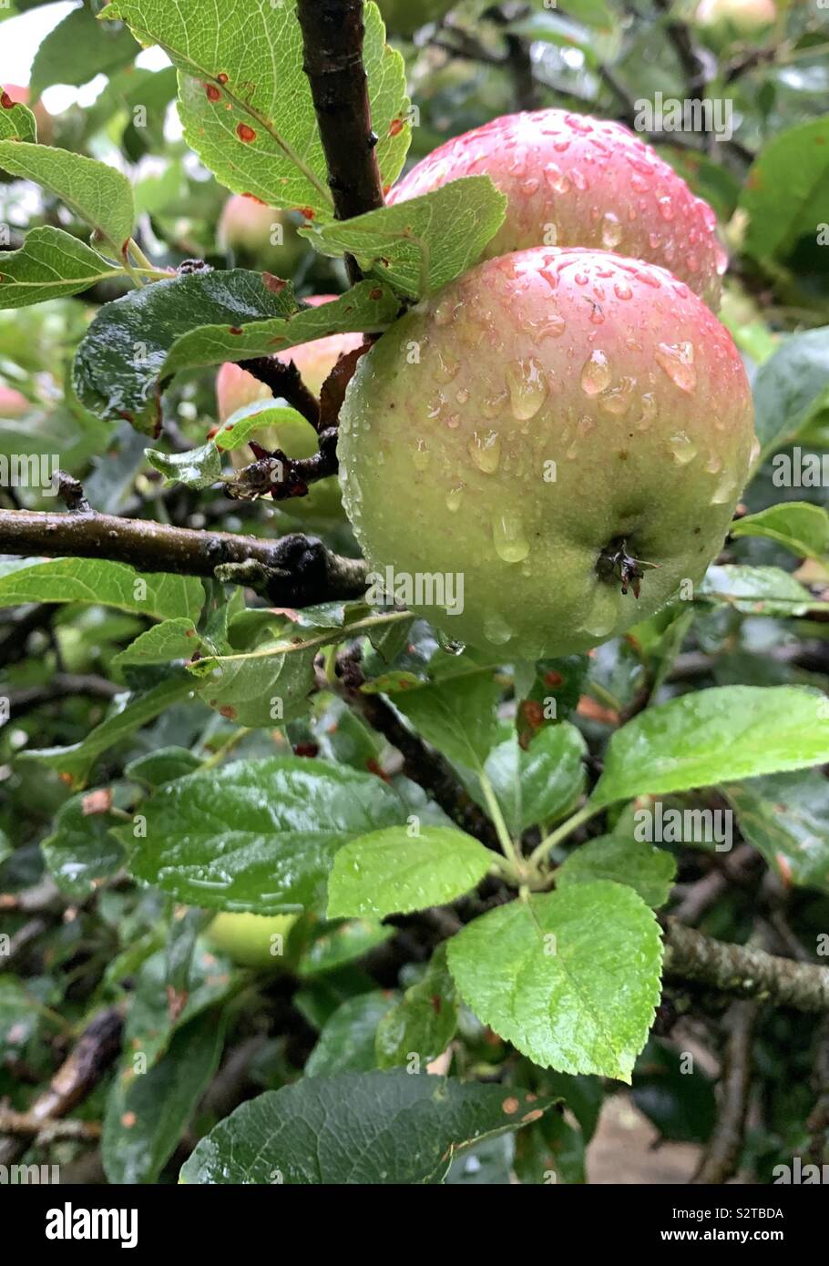 Washington fruit hi-res stock photography and images - Alamy