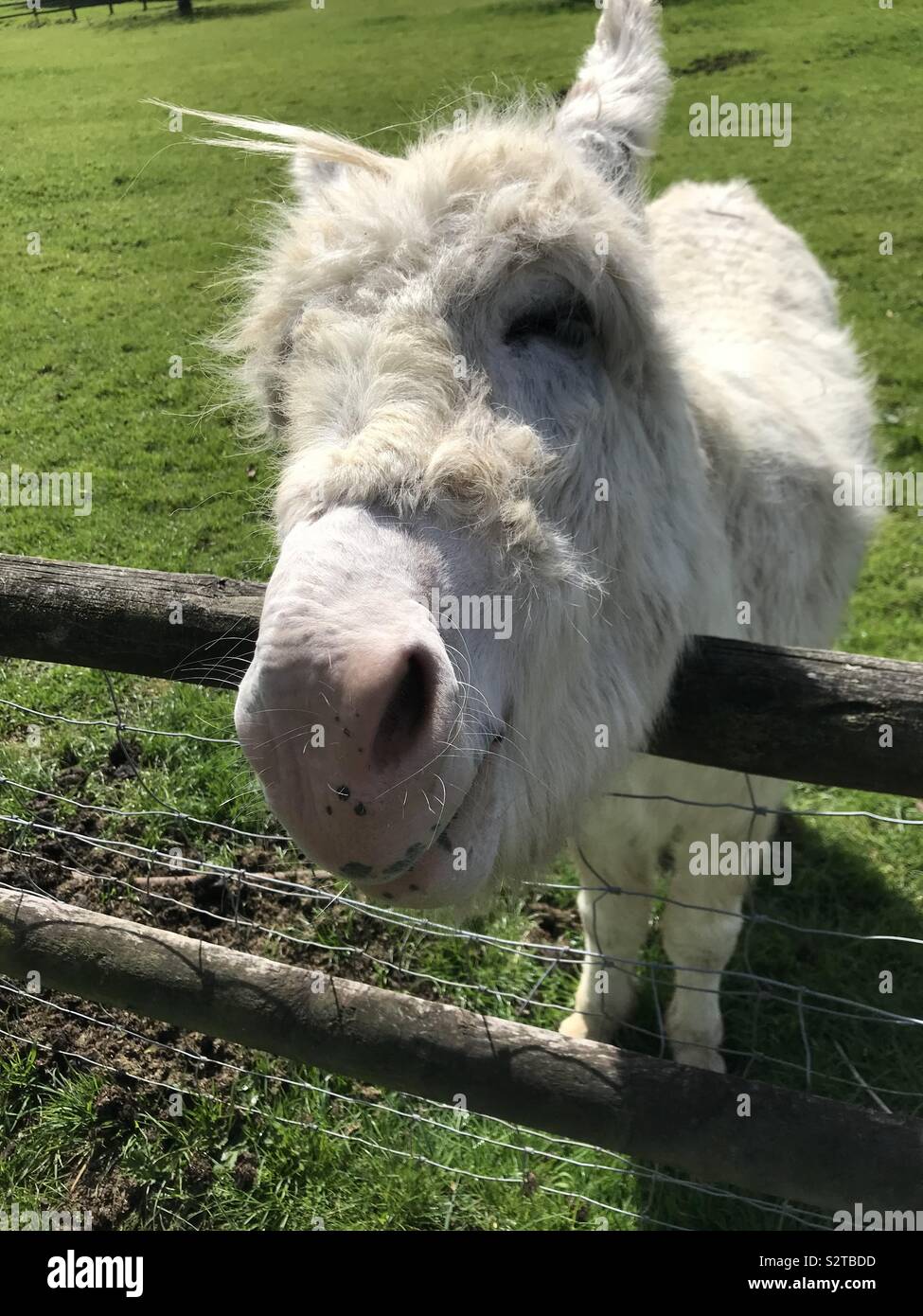 Fluffy grey donkey hi-res stock photography and images - Alamy