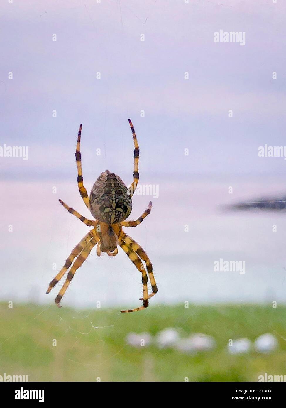 Spider window hi-res stock photography and images - Alamy