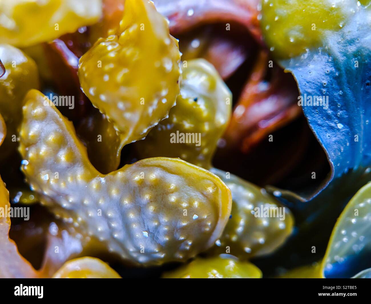 Multicoloured seaweed. Lewis, Outer Hebrides, Scotland, UK Stock Photo ...